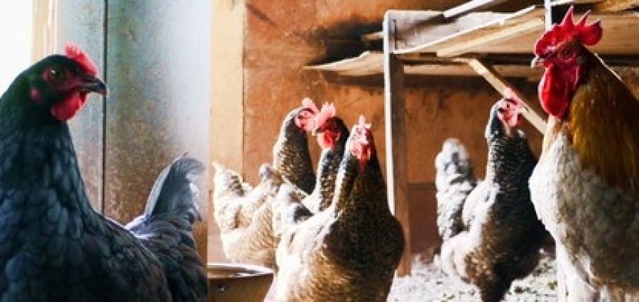 Fun Facts on Popular Poultry On National Poultry Day (19th March ...